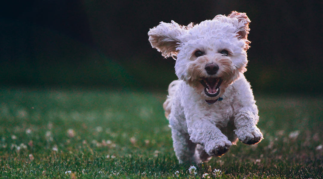 Pet-First Spots in Manila for You and Your Furry Friends