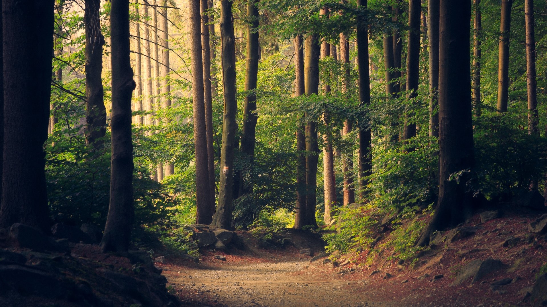 Scientists Have Identified The World's Oldest Forest