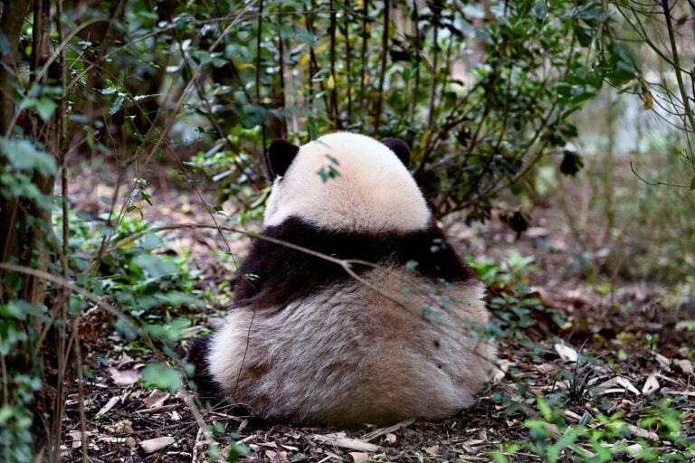 How One Panda Became a Global Soft Power Icon
