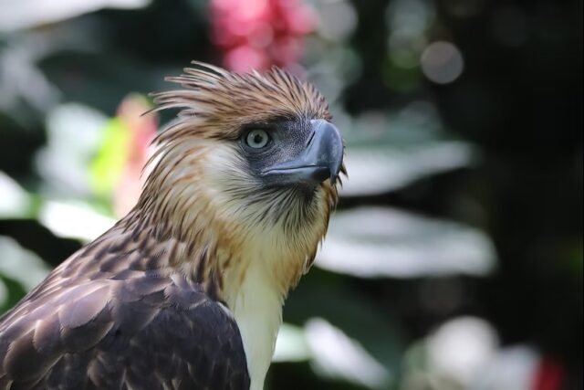 Get To Know The Philippine Animal On Each Polymer Banknote